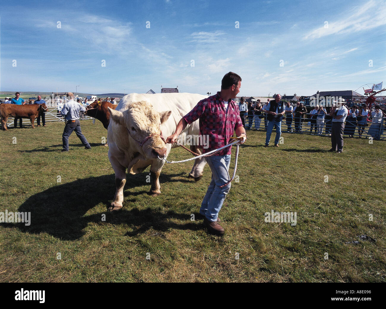 dh West Mainland Show DOUNBY ORKNEY Farmers parading bulls in showring ...