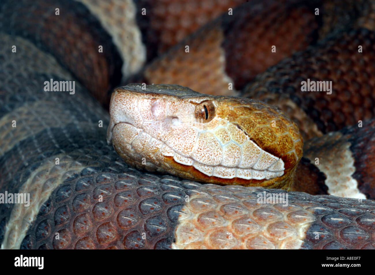Copperhead snake Agkistrodon contortrix.Captive UK Stock Photo - Alamy