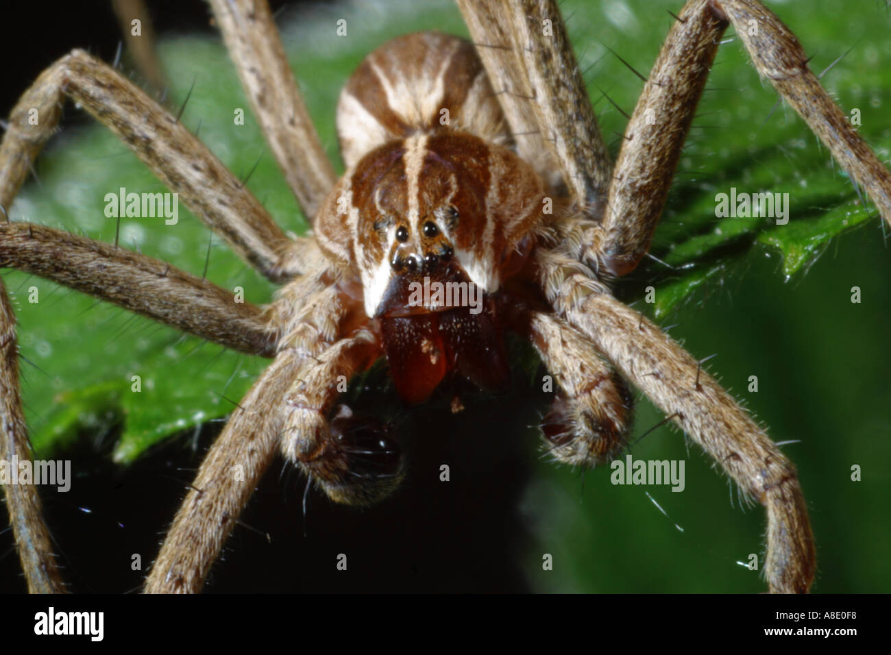 Hunting Spider England Stock Photo - Alamy