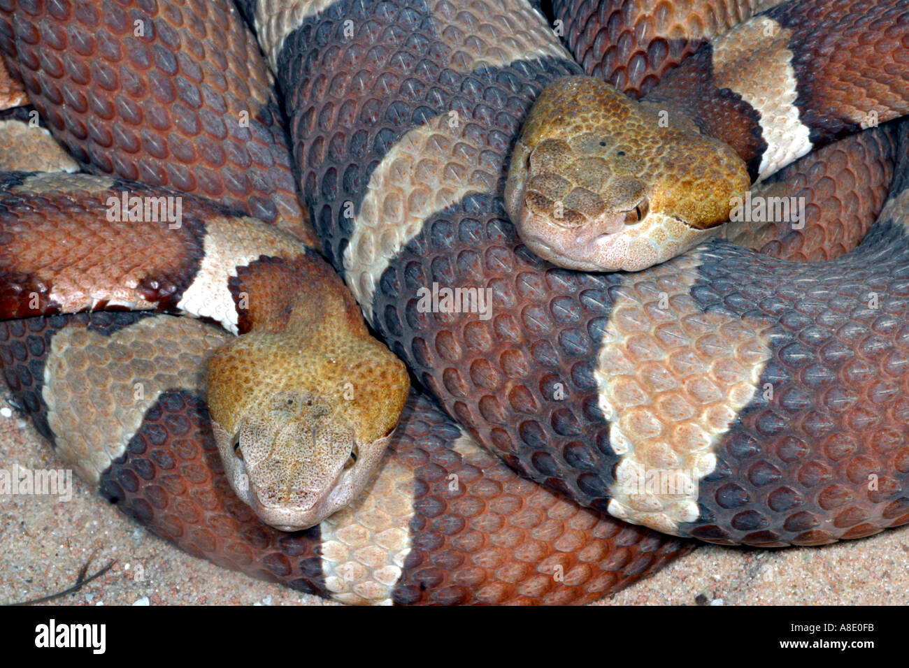 Snakes coiled together hi-res stock photography and images - Alamy