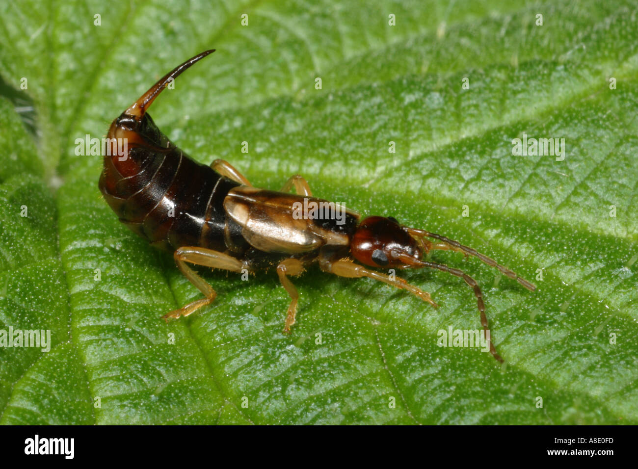 Earwig uk hi-res stock photography and images - Alamy