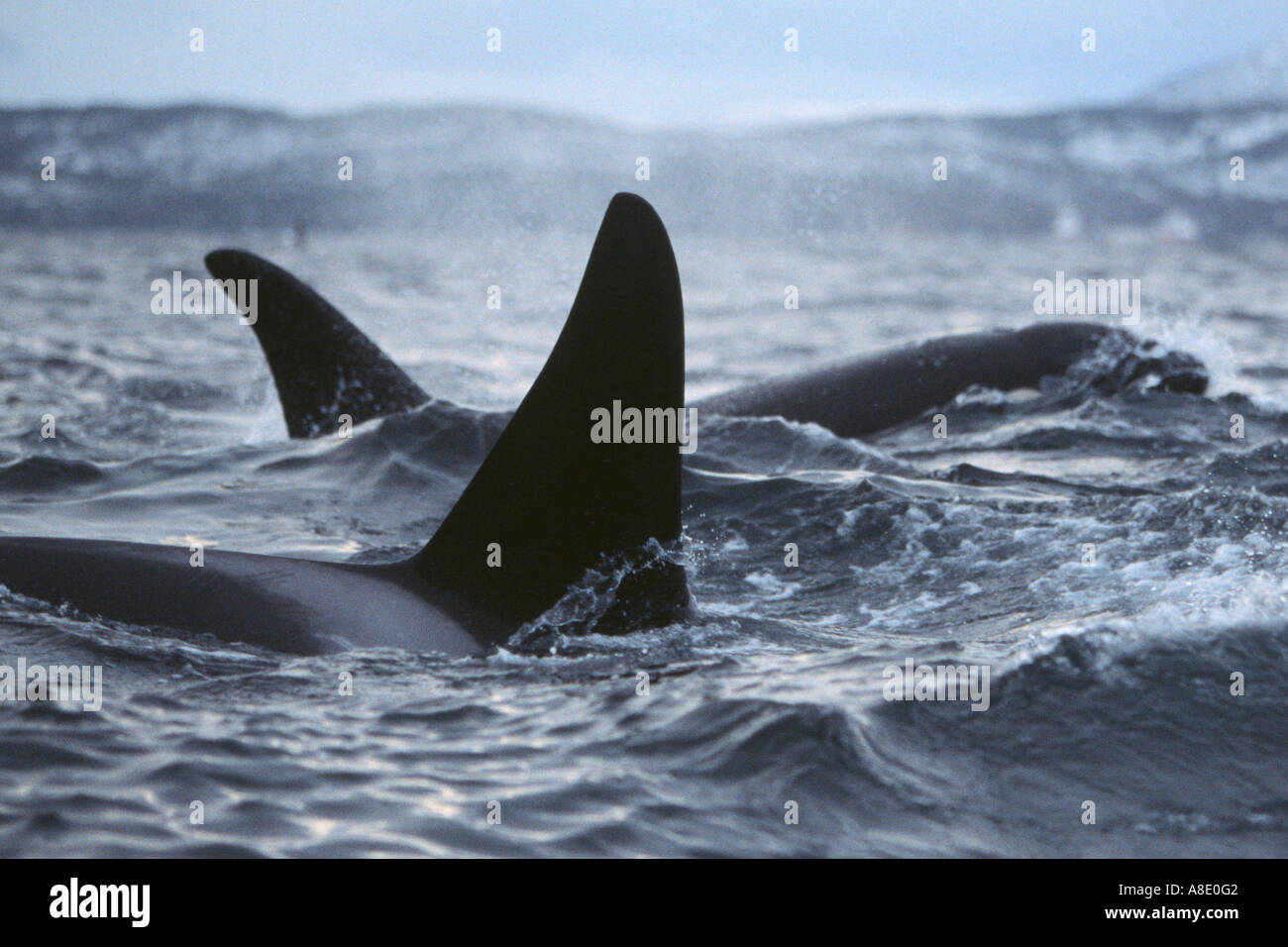 Pair of Killer Whales Orcinus Orca displaying their dorsal fins and ...