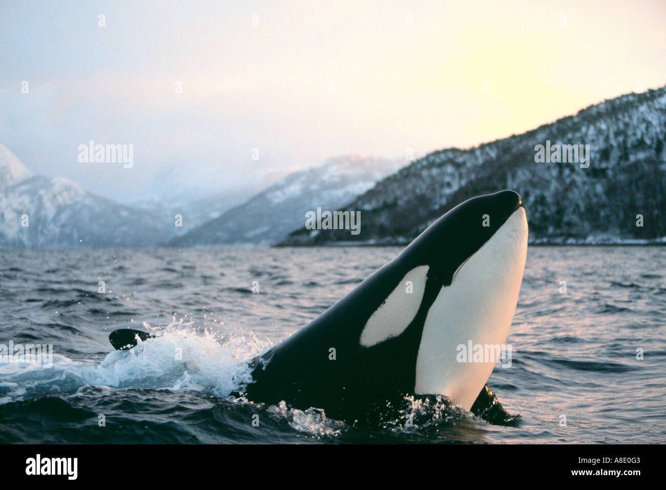 Juvenile female Killer Whale Orcinus Orca illuminated in warm morning ...