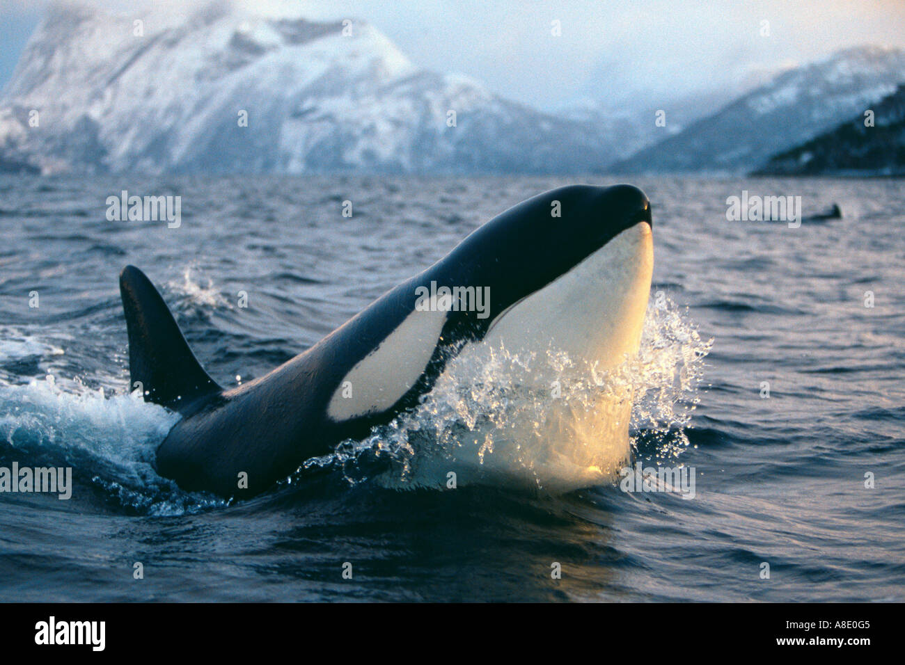 Juvenile female Killer Whale Orcinus Orca illuminated in warm morning ...