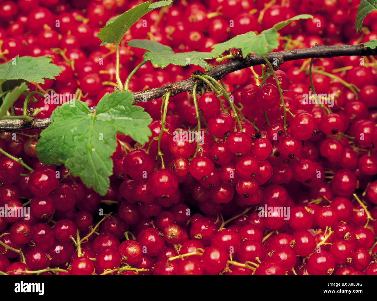 Red current with leaf Stock Photo - Alamy