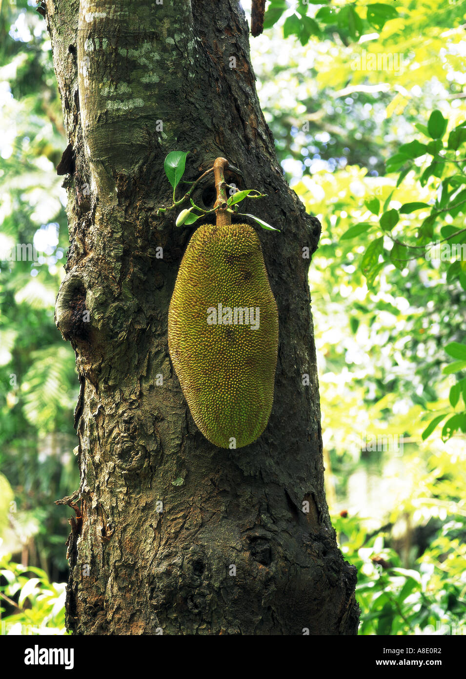 Jackfruit tree artocarpus heterophylla hi-res stock photography and ...