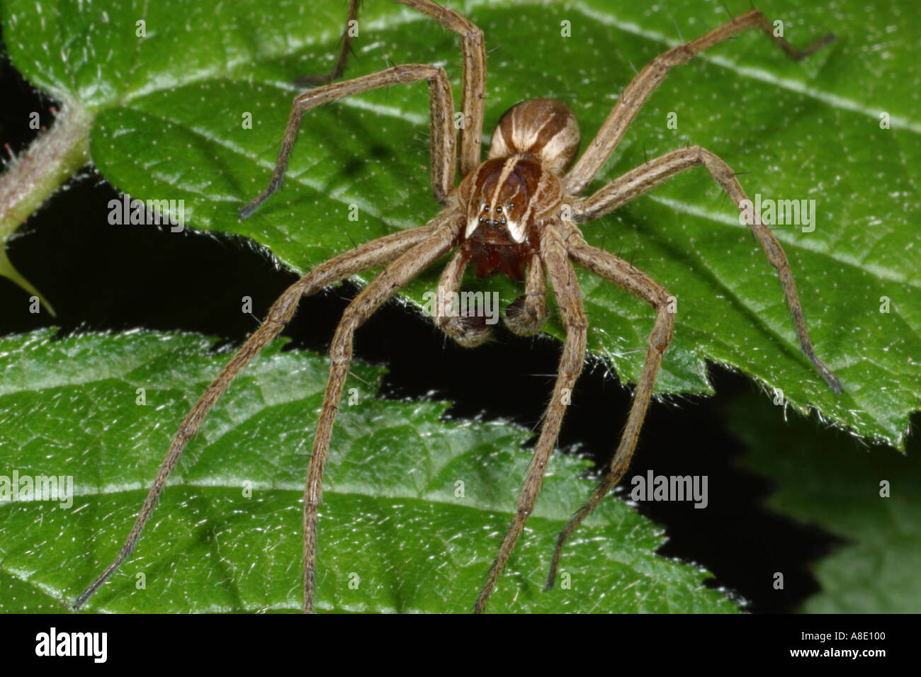 Hunting Spider England Stock Photo - Alamy