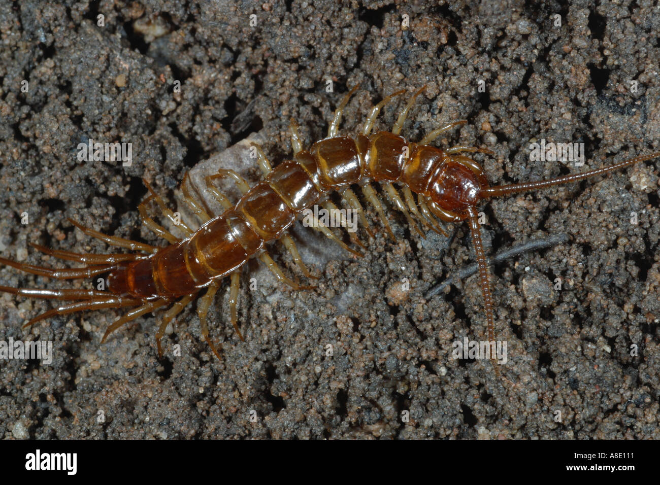 Centipede uk hi-res stock photography and images - Alamy
