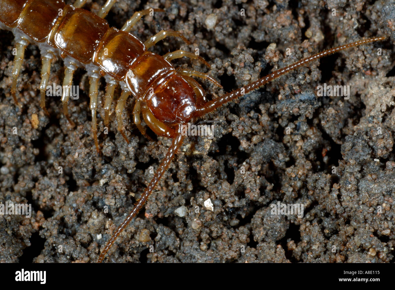 Centipede uk hi-res stock photography and images - Alamy