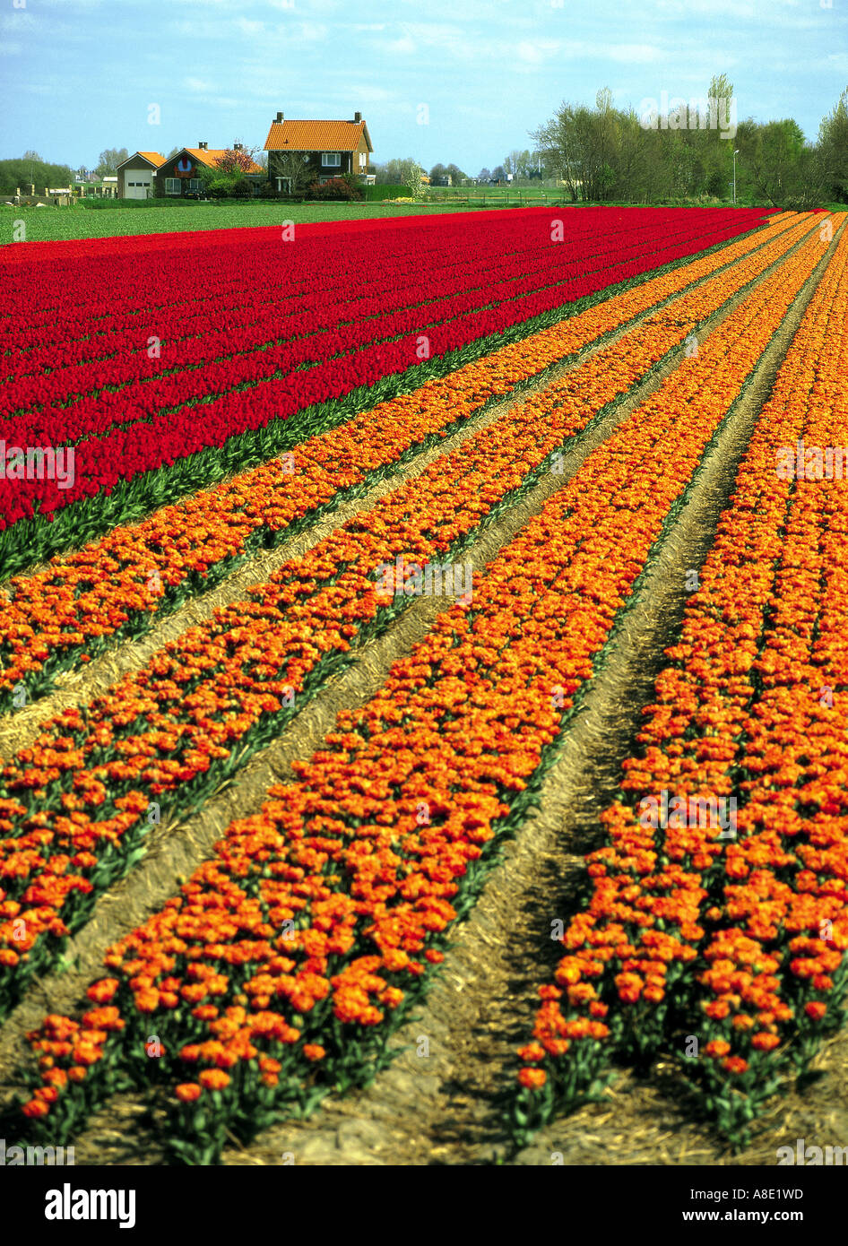 Tulip bulb field, Lisse, Holland Stock Photo - Alamy