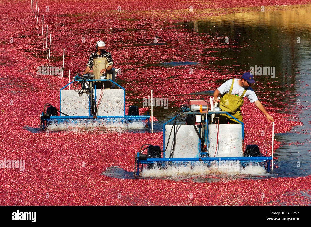 Cranberry farm oregon hi-res stock photography and images - Alamy