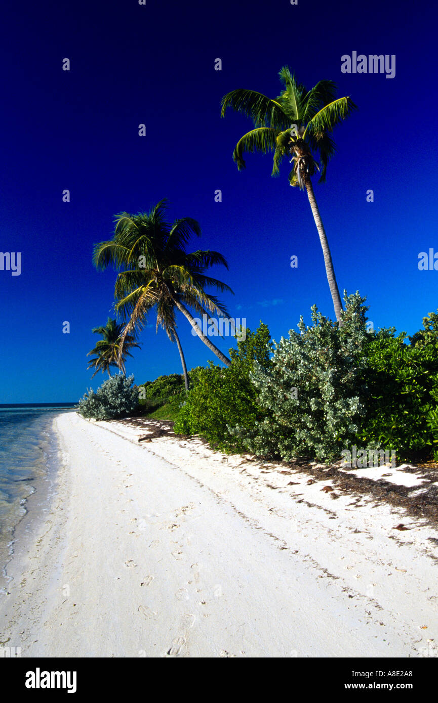 Tropical beach and palm tree Walkers Cay Bahamas Stock Photo - Alamy