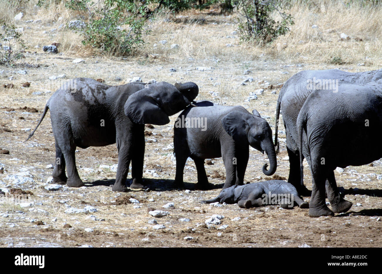 Baby elephant lying down hi-res stock photography and images - Alamy