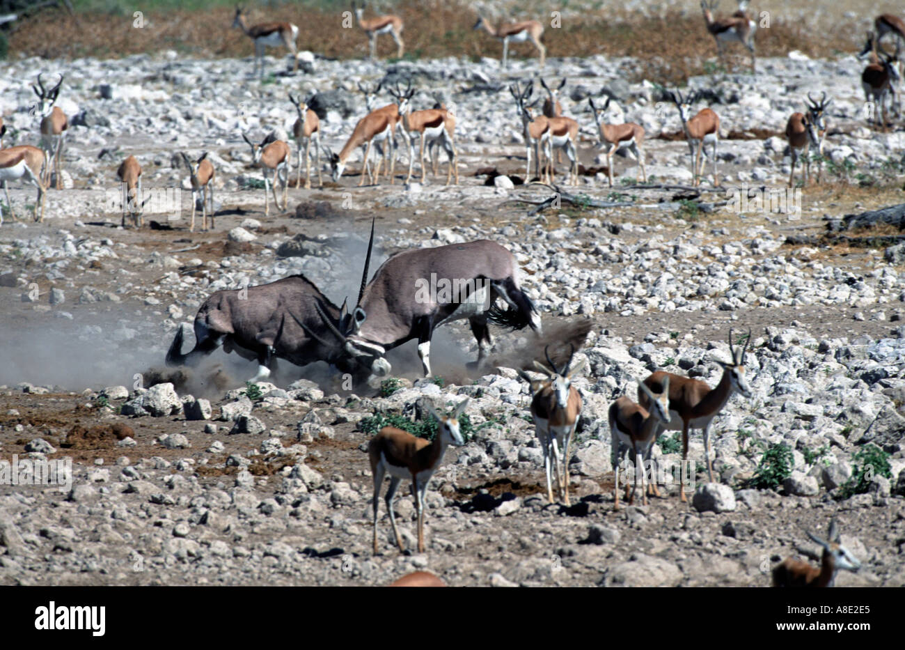 Gemsbok Fighting Namibia Stock Photo - Alamy