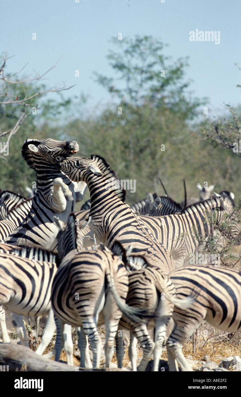 Biting each other hi-res stock photography and images - Alamy