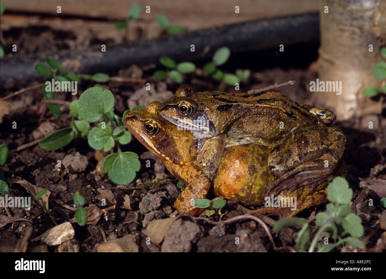 COMMON FROGS MATING SUSSEX UK Stock Photo - Alamy