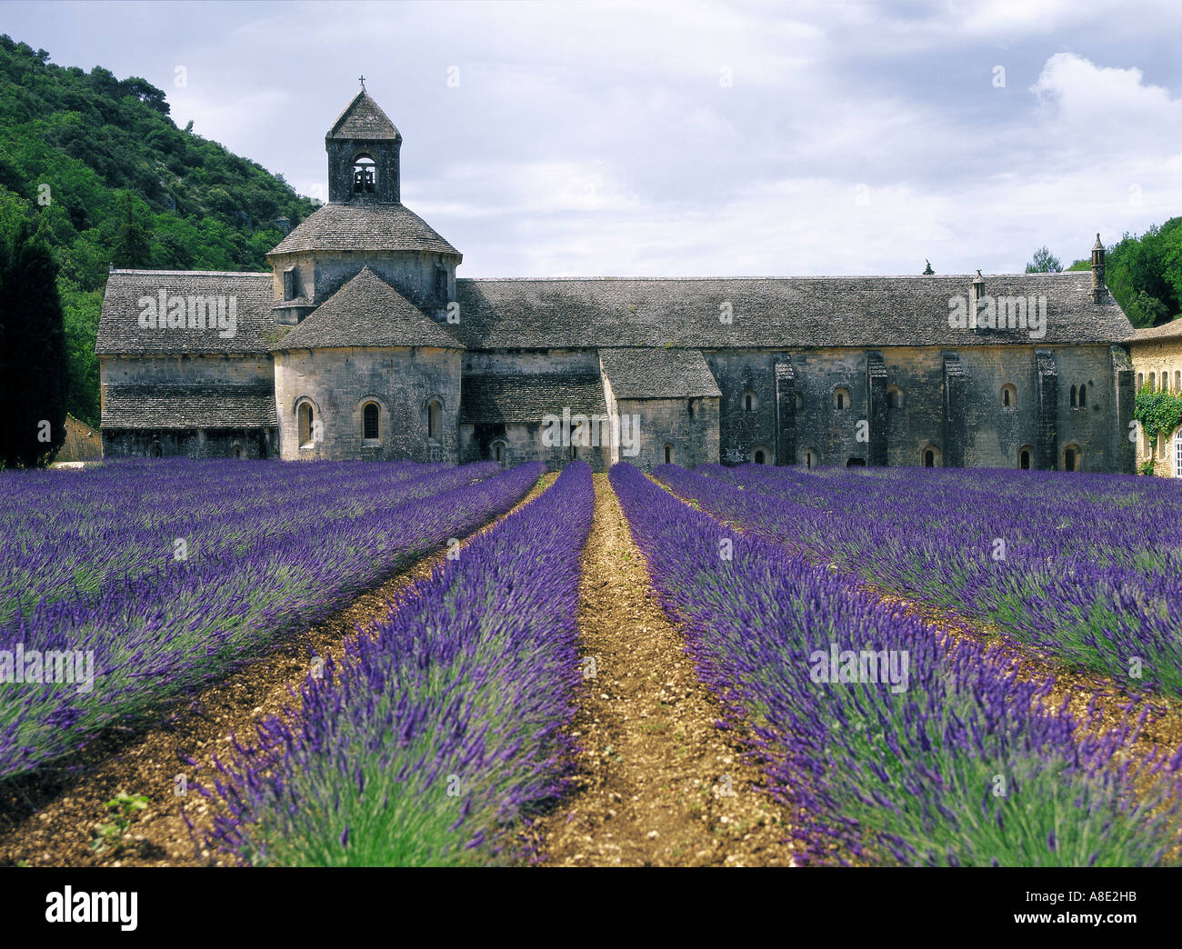Lavender at Senanque Abbey in Provence France Stock Photo - Alamy