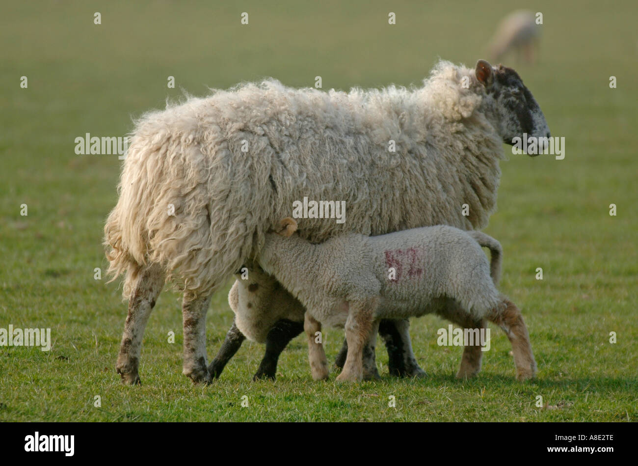 Mother with two baby sheep, England, UK Stock Photo - Alamy