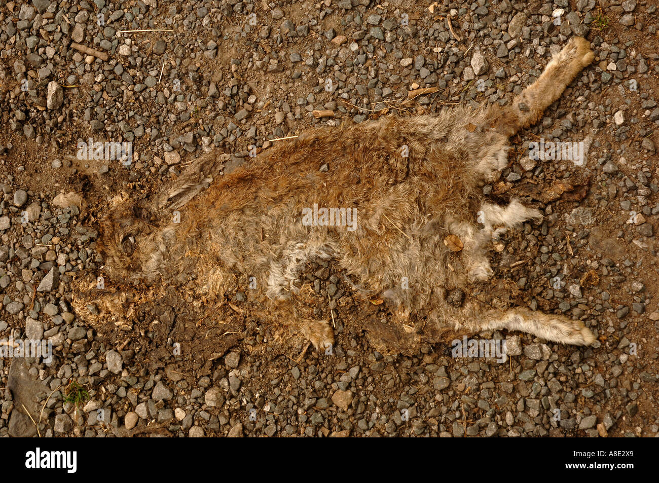 Rabbit corpse hi-res stock photography and images - Alamy