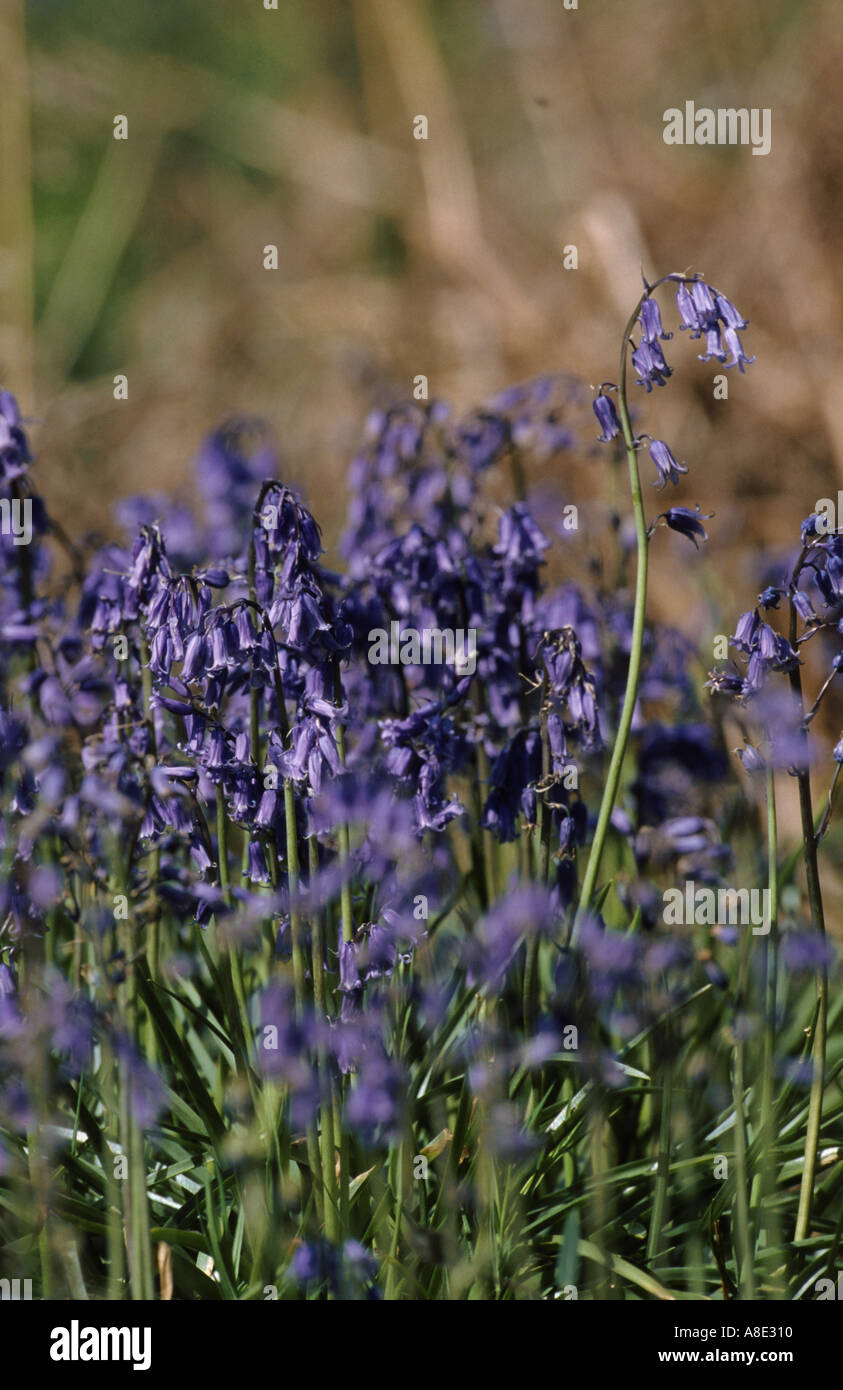 BLUE BELLS CLOSE UP SUSSEX UK Stock Photo - Alamy