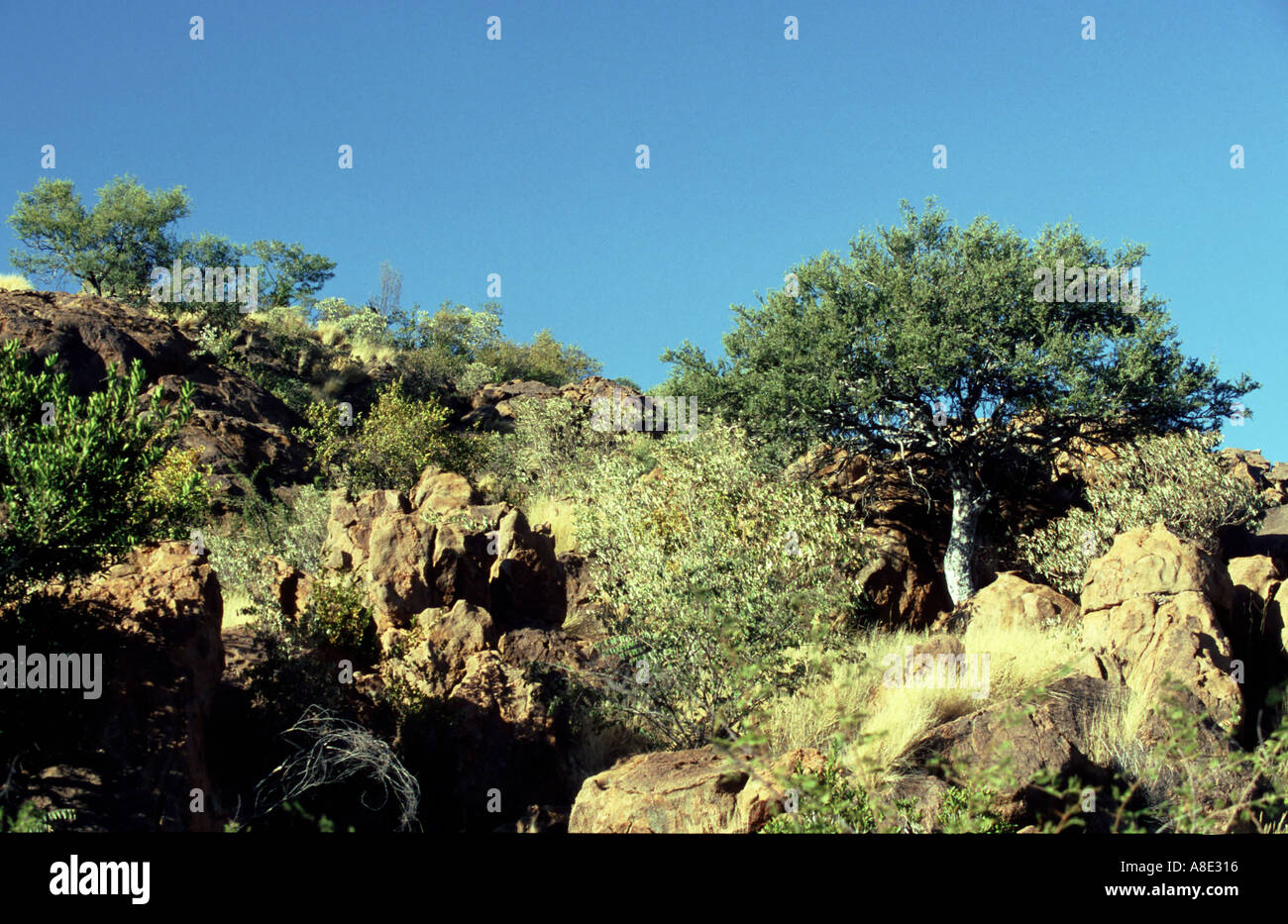 NAMIBIAN BUSH NAMIBIA Stock Photo - Alamy