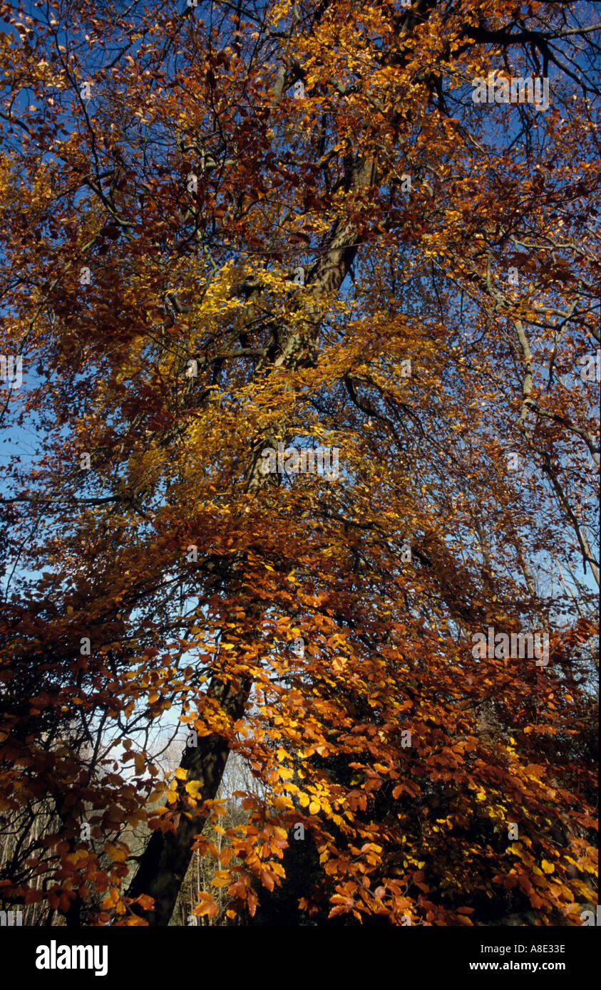 BEECH TREE COLOURS SUSSEX UK Stock Photo - Alamy