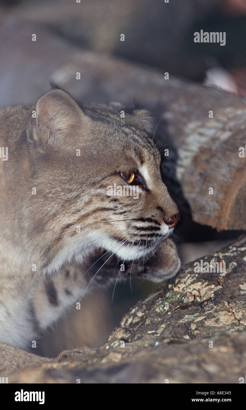 Bobcat florida hi-res stock photography and images - Alamy
