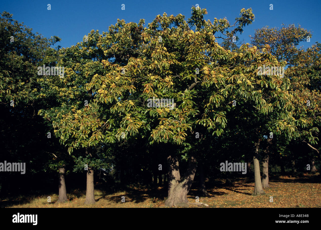 HORSE CHESTNUT TREES SURREY UK Stock Photo - Alamy