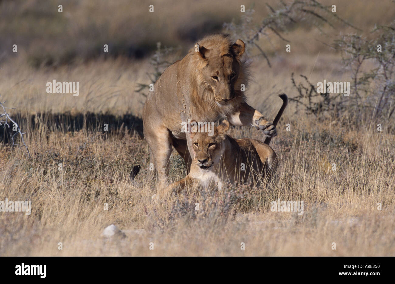 LIONS MATING NAMIBIA Stock Photo - Alamy