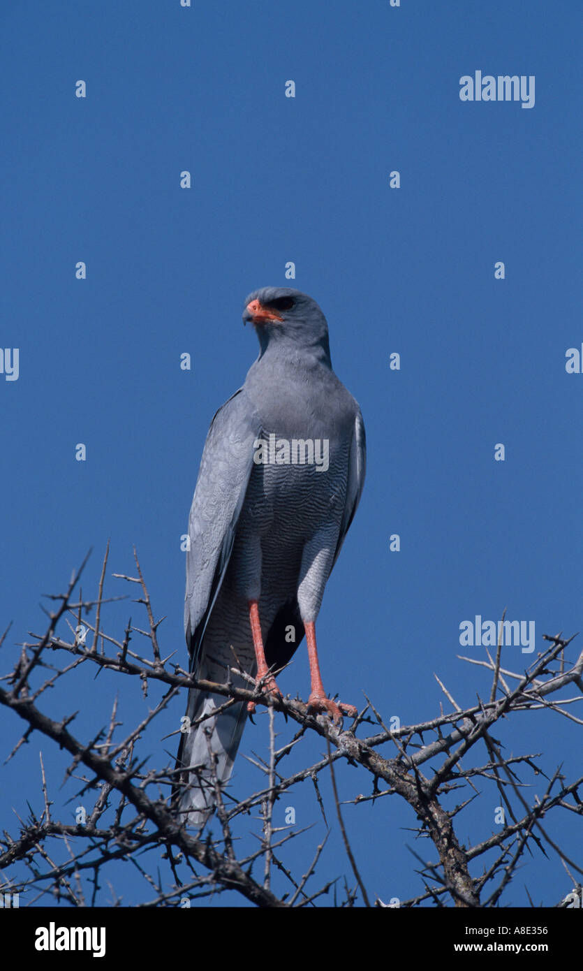 PALE CHANTING GOSHAWK NAMIBIA Stock Photo - Alamy