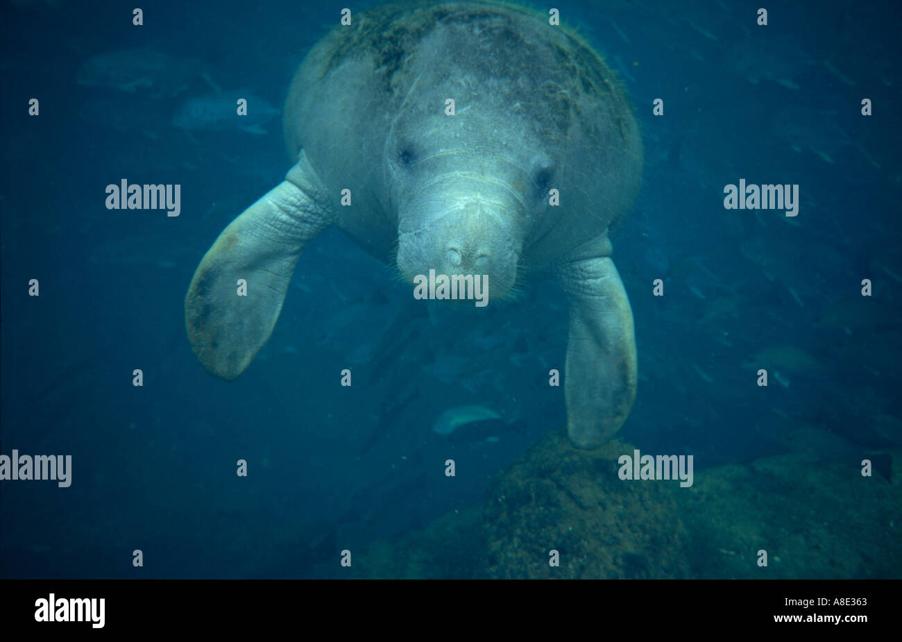west Indian Manatee florida usa Stock Photo - Alamy