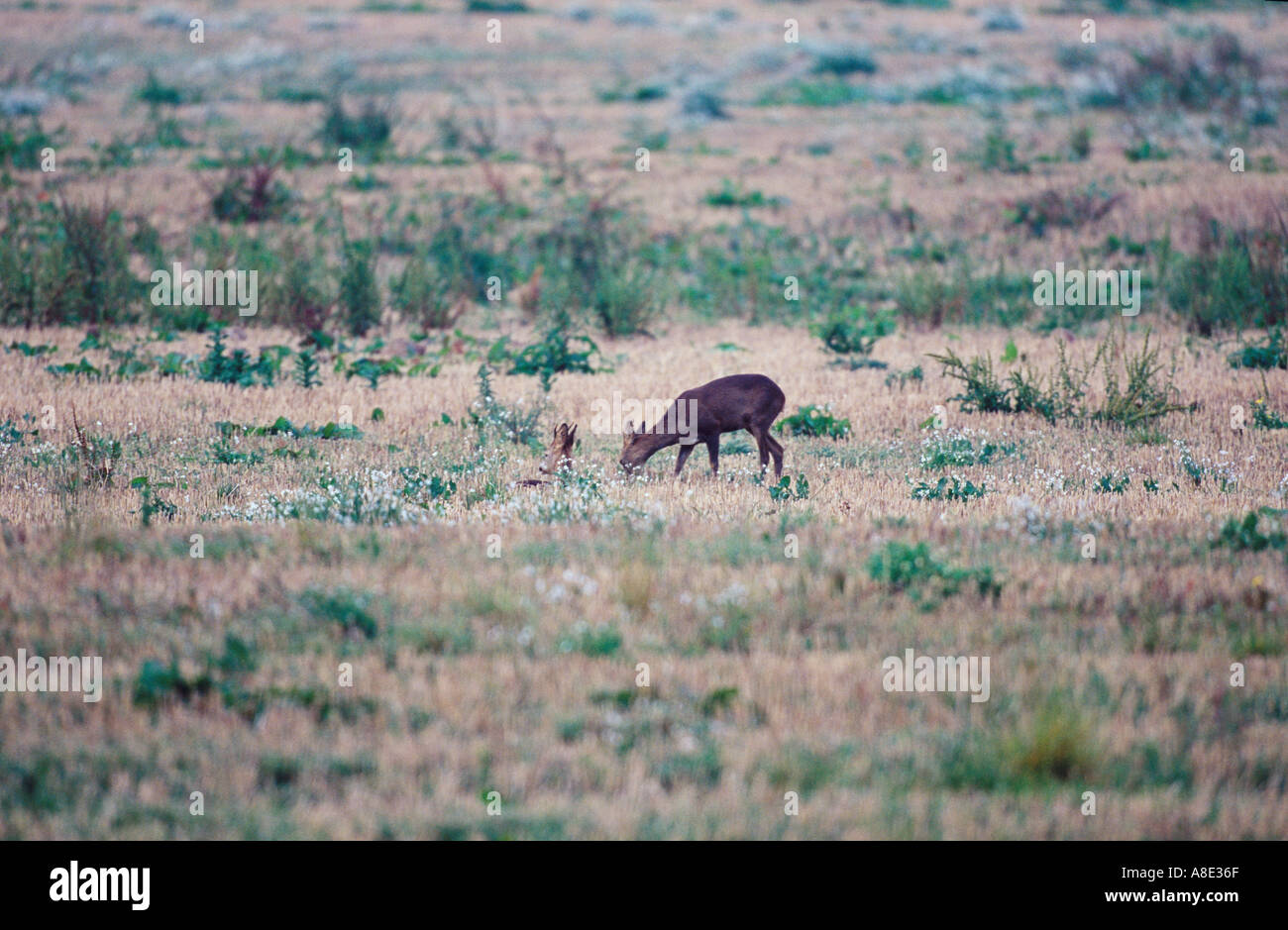 Set a side field hi-res stock photography and images - Alamy