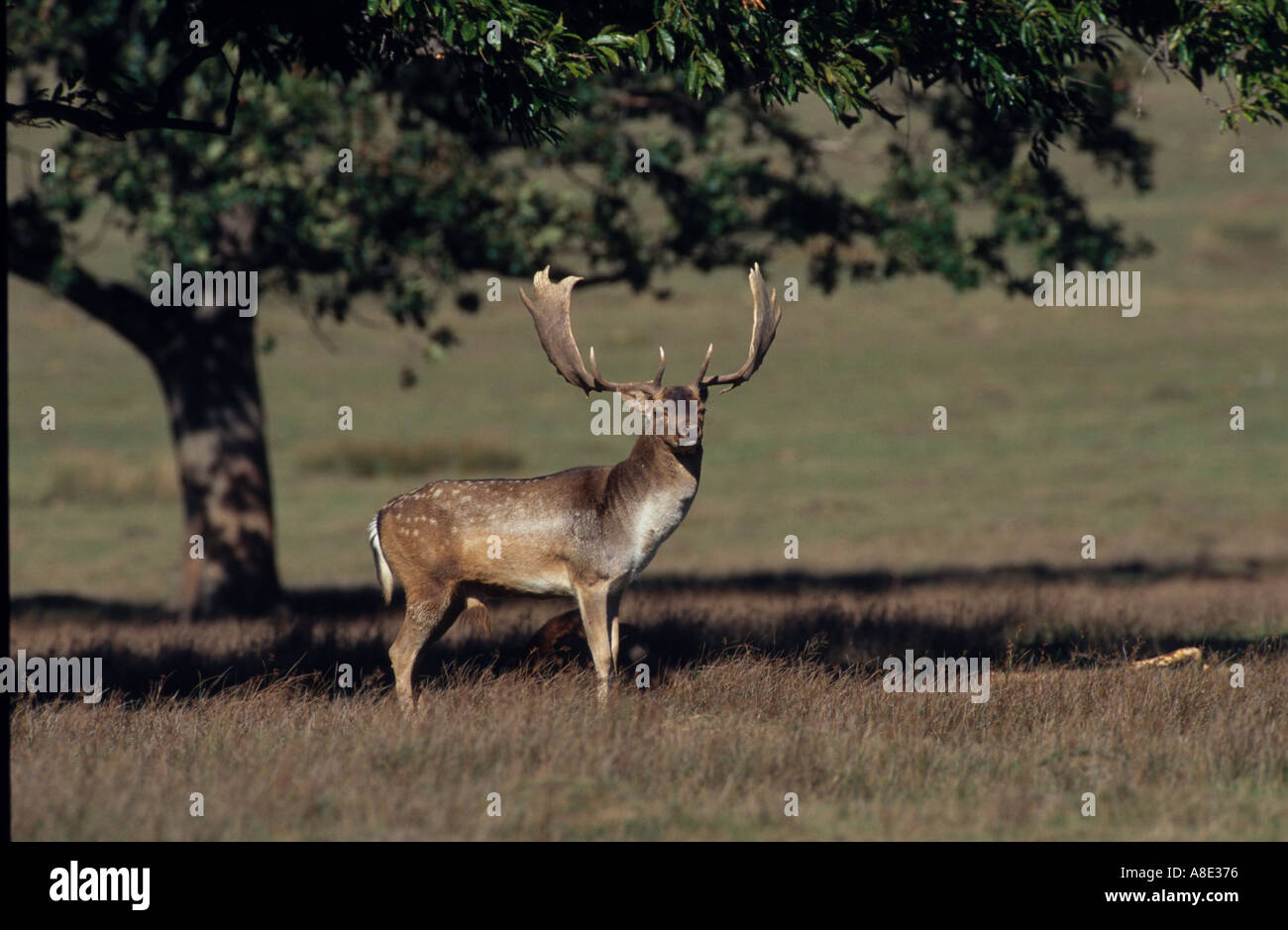 Fallow Deer Stag Looking Aggressive uk Stock Photo - Alamy