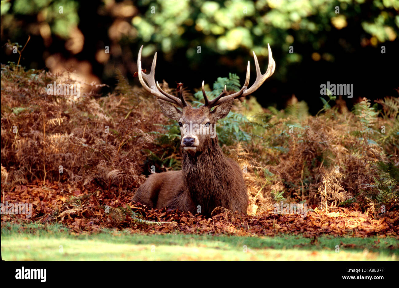 Red DEER Stag Lying Down In THE forest uk Stock Photo - Alamy