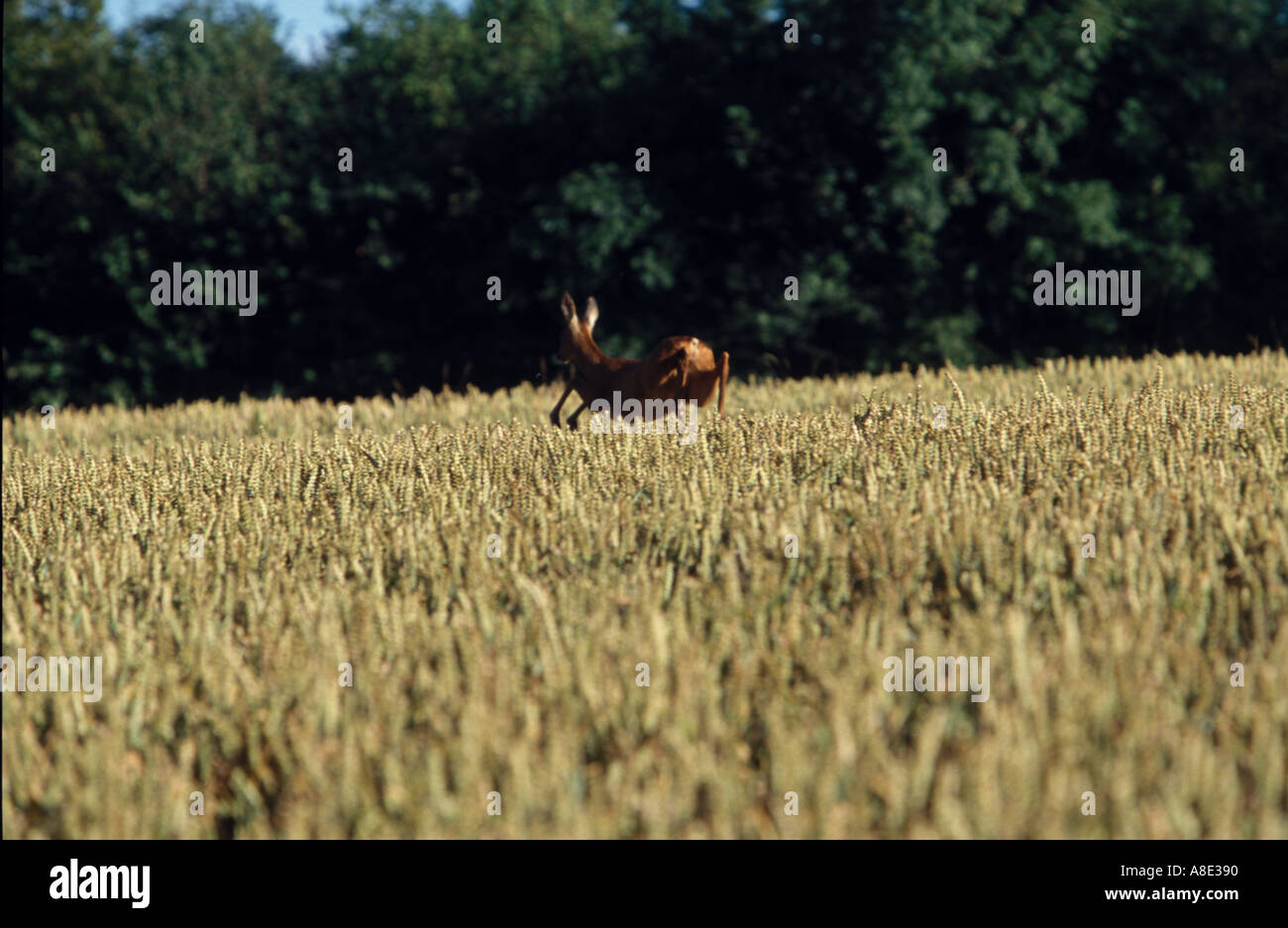 Leaping roe deer uk hi-res stock photography and images - Alamy