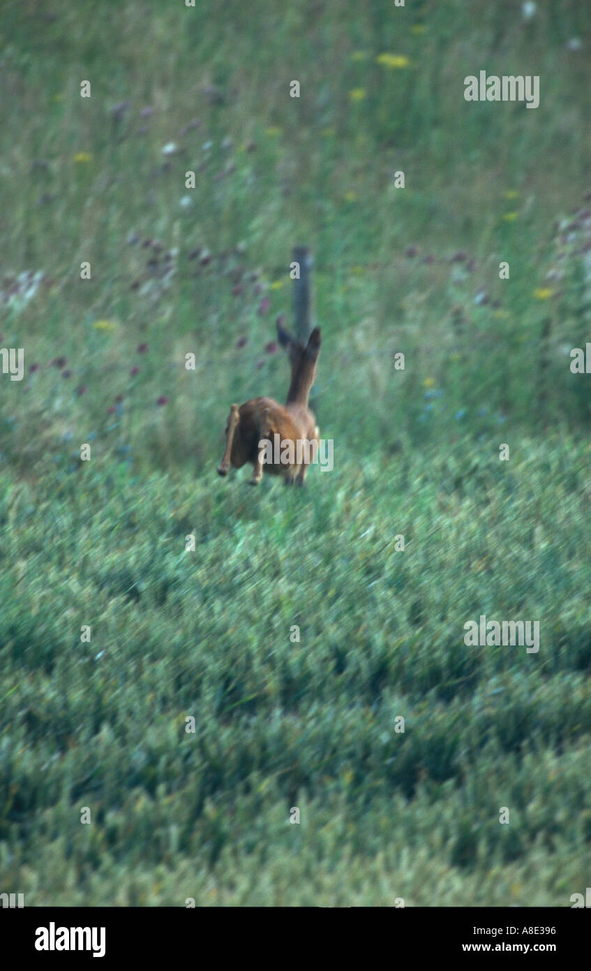 Leaping roe deer uk hi-res stock photography and images - Alamy