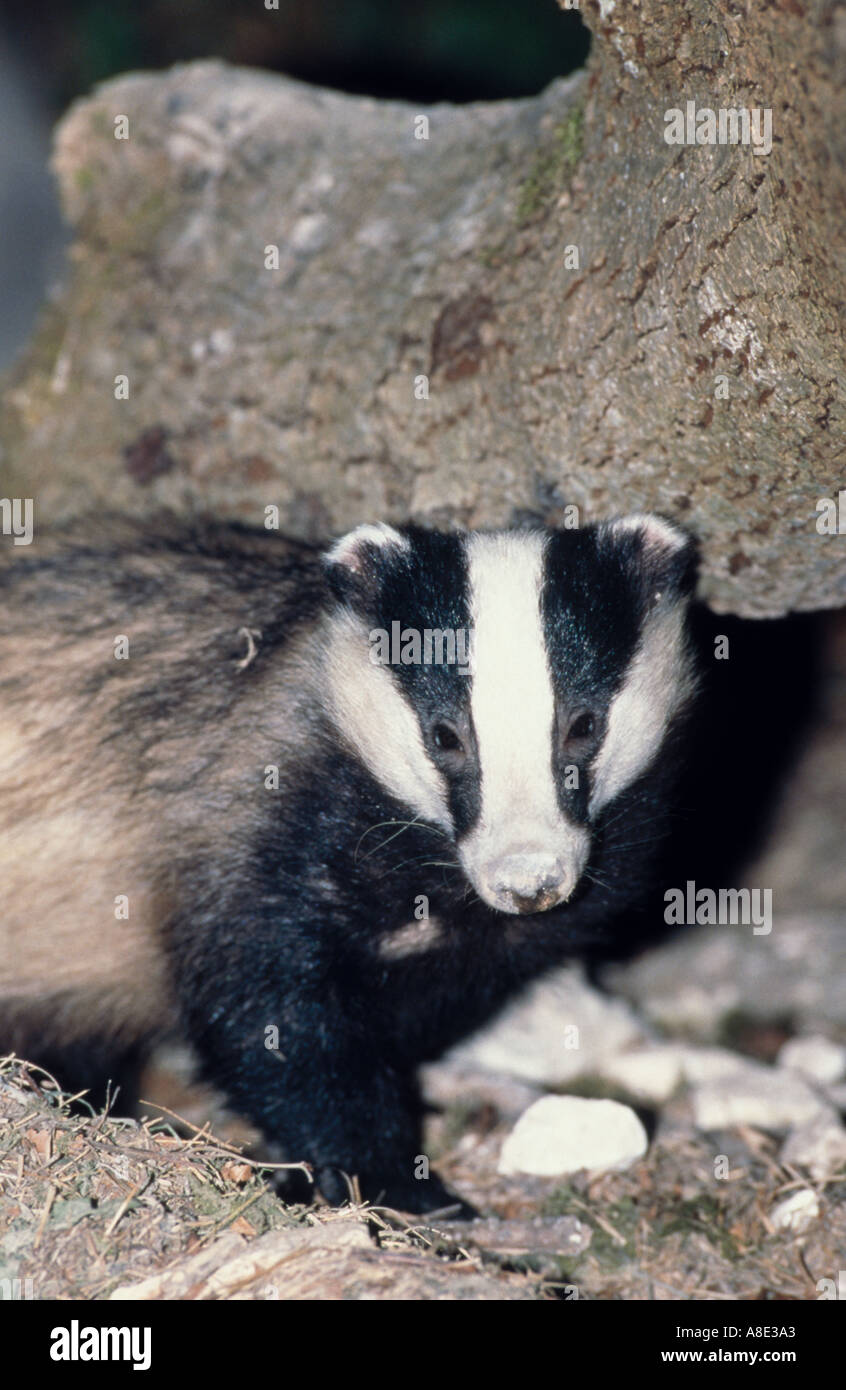 Boar uk dark hi-res stock photography and images - Alamy