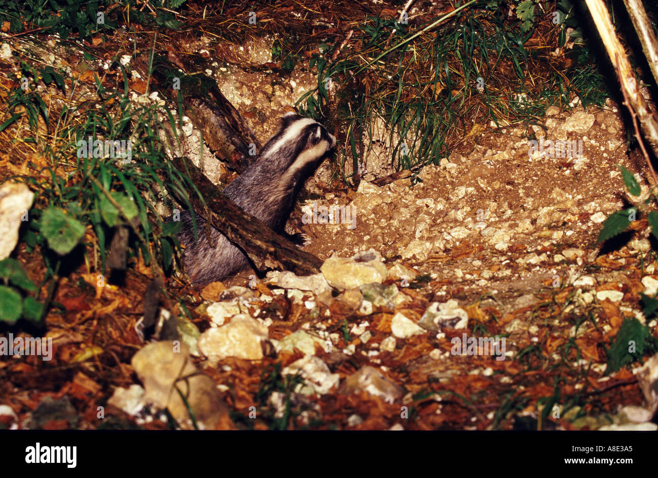 Badger boar hi-res stock photography and images - Alamy