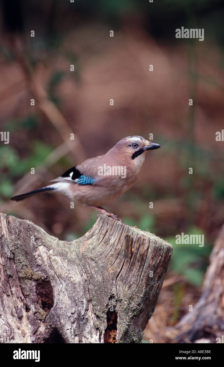 JAY ON STUMP SUSSEX UK Stock Photo - Alamy