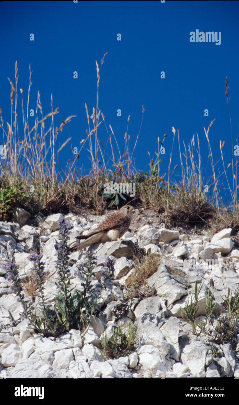 KESTREL SITTING ON CHALK CLIFF TOP LEWES EAST SUSSEX UK Stock Photo - Alamy