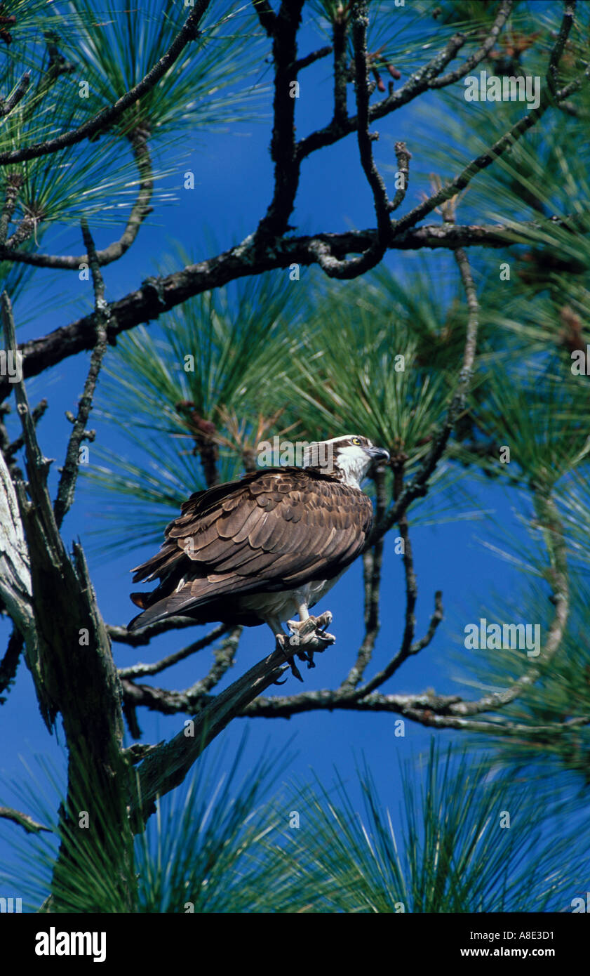 Florida pine with eagle hi-res stock photography and images - Alamy