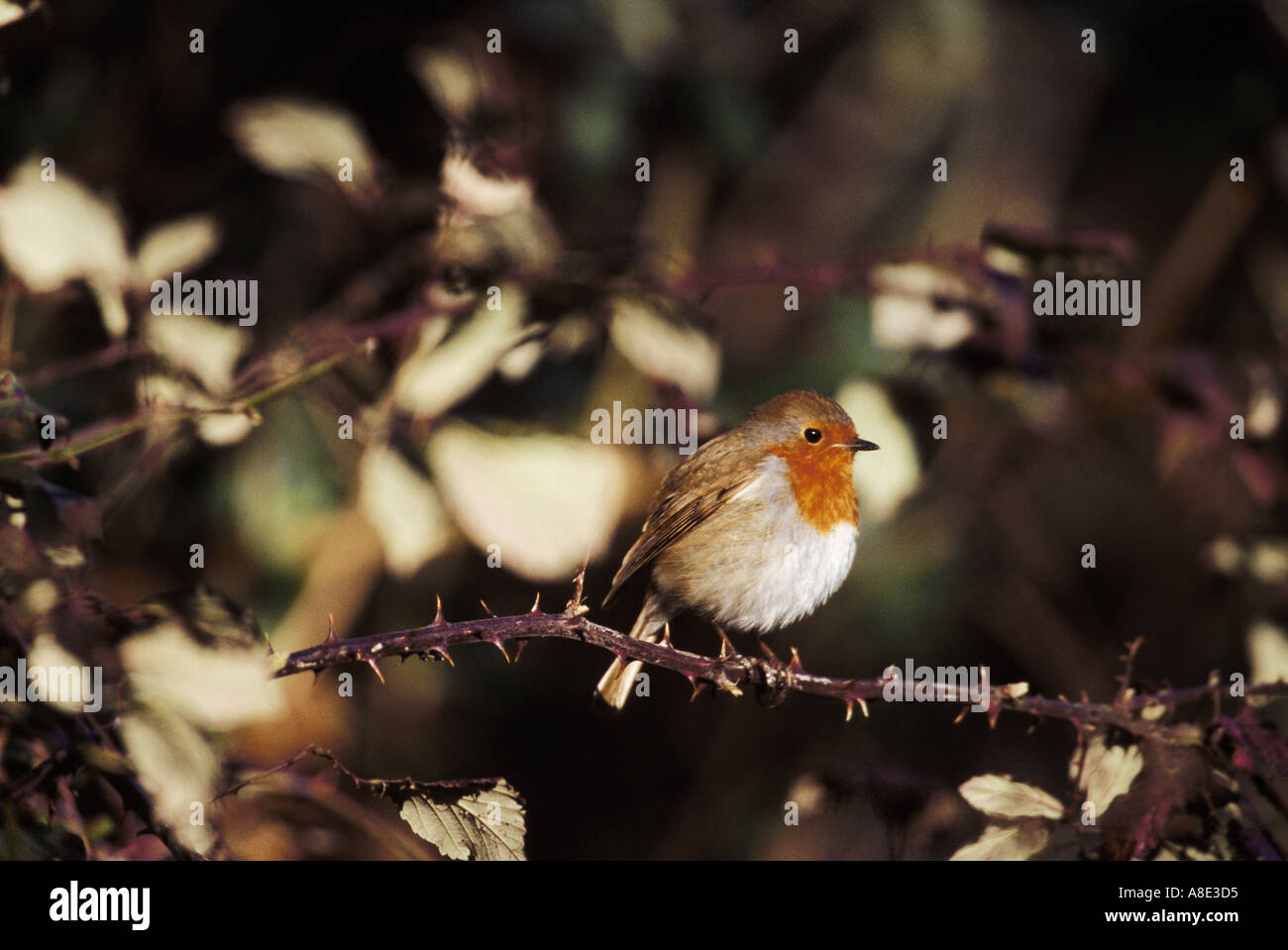 ROBIN ON BRAMBLE UK Stock Photo - Alamy