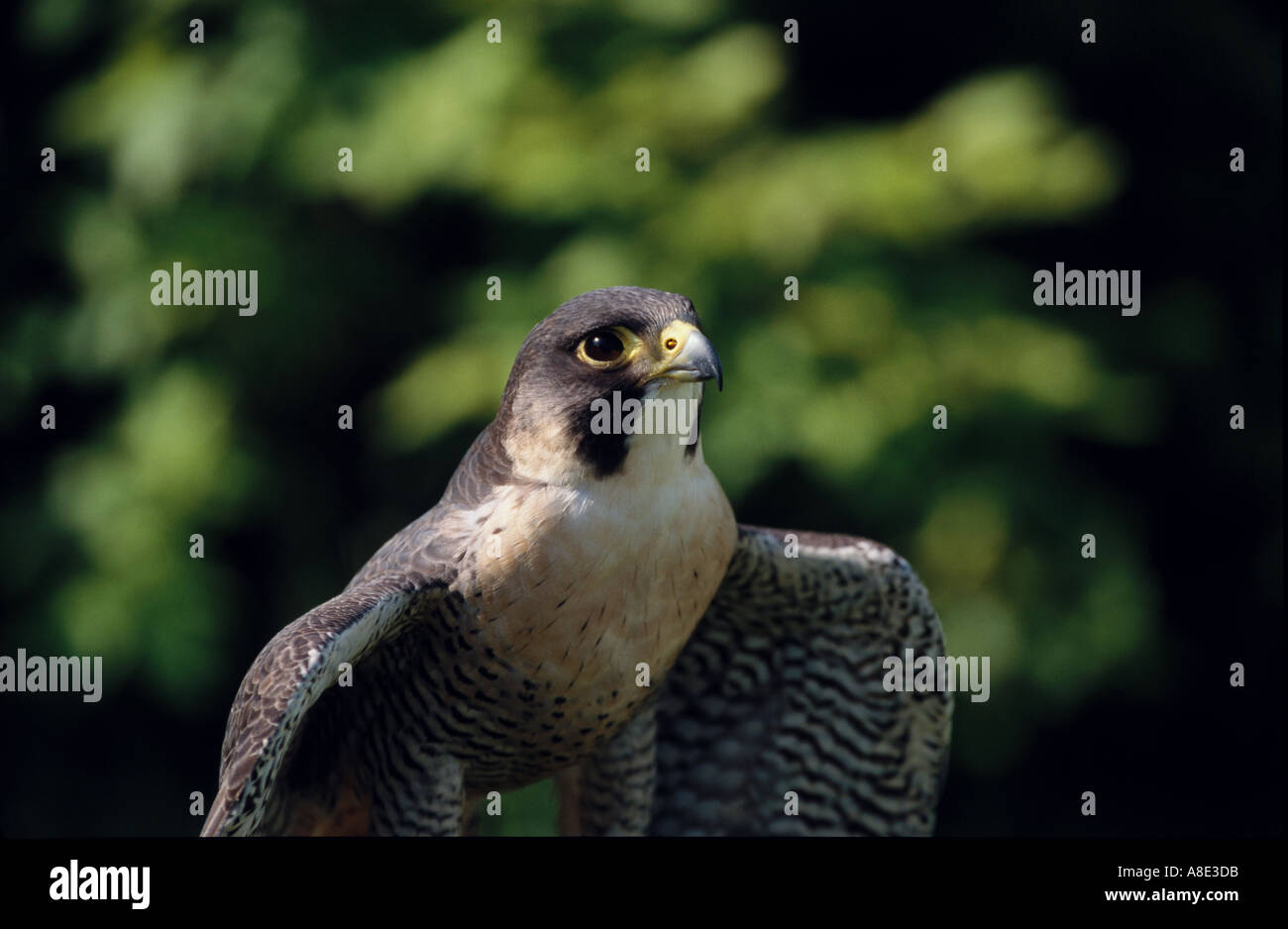 PEREGRINE FALCON CLOSE UP UK Stock Photo - Alamy