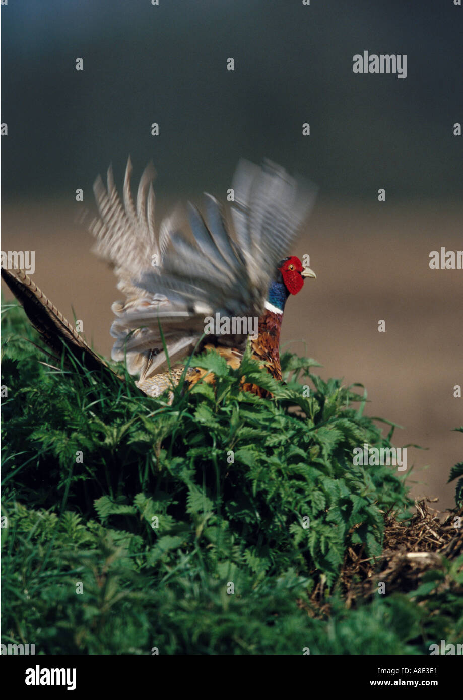 Pheasant displaying hi-res stock photography and images - Alamy