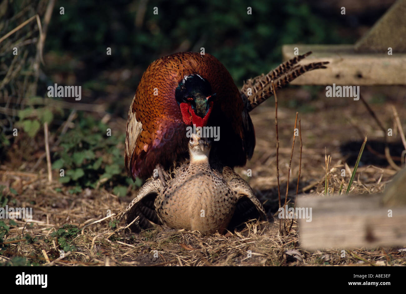 Male and female pheasants hi-res stock photography and images - Alamy