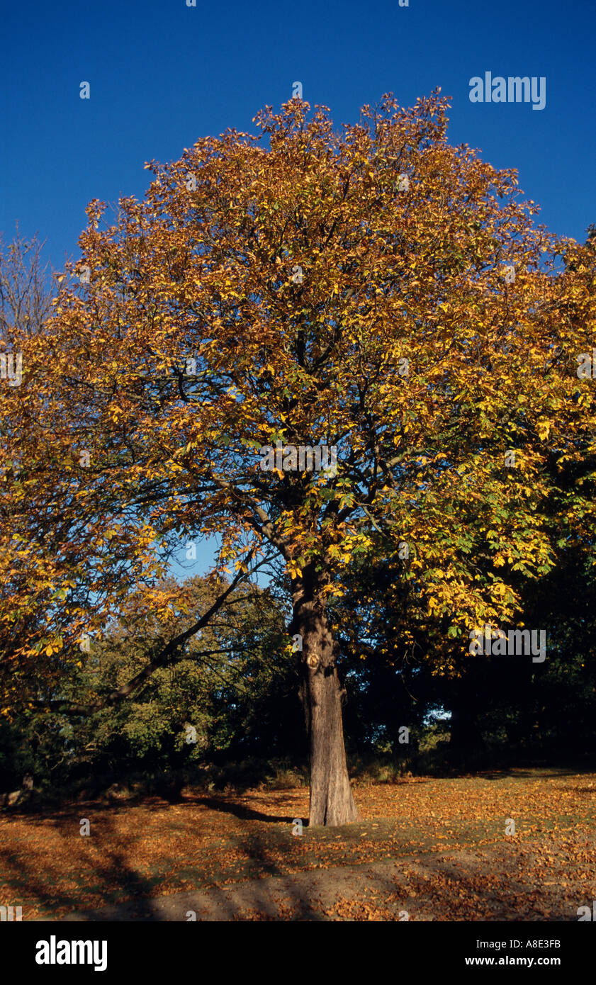 Horse chestnut Tree surrey uk Stock Photo - Alamy