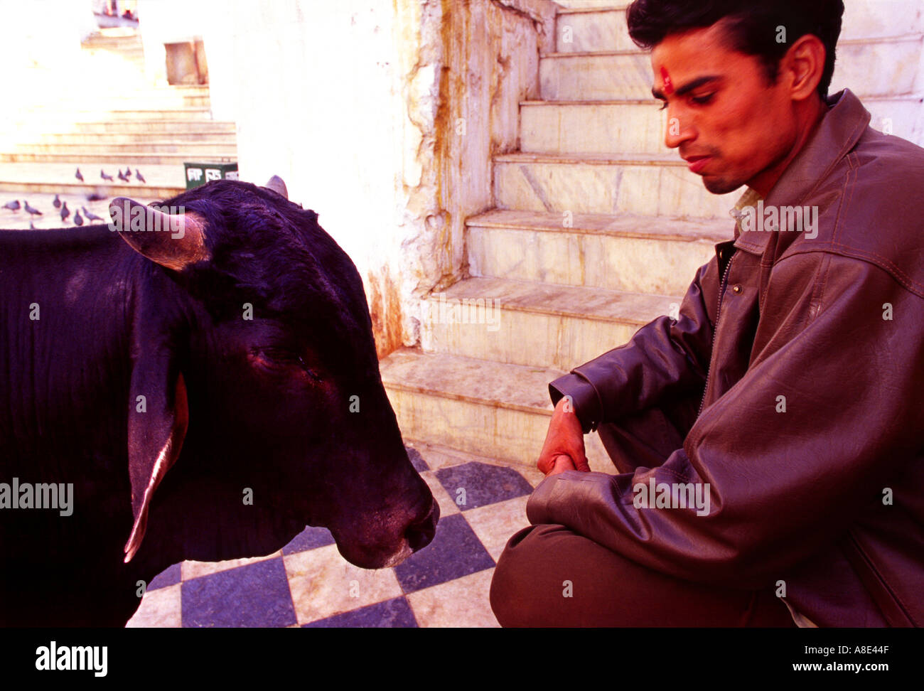 Wild brahma hi-res stock photography and images - Alamy