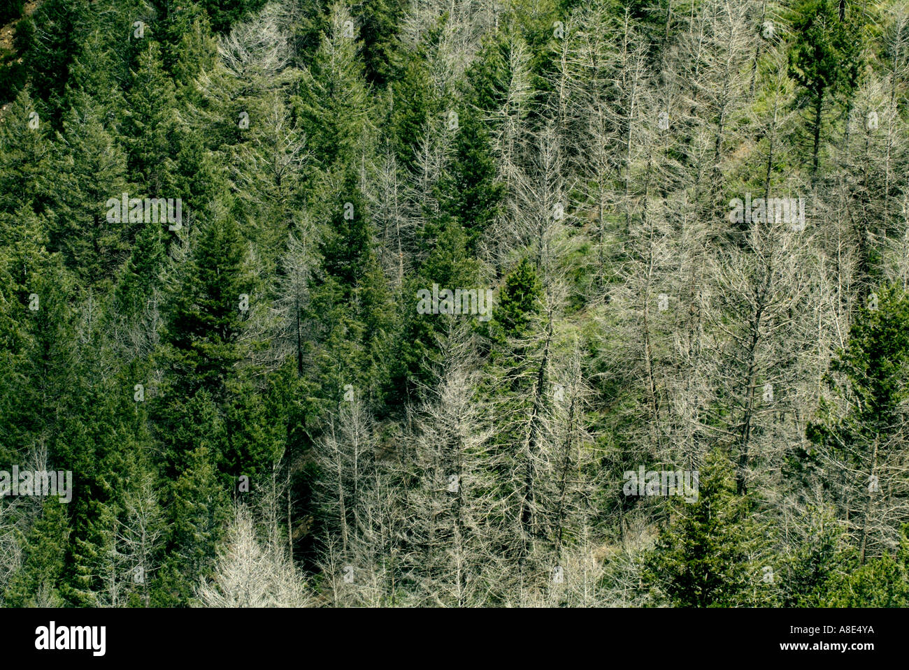 Evergreens in Utah USA Stock Photo - Alamy