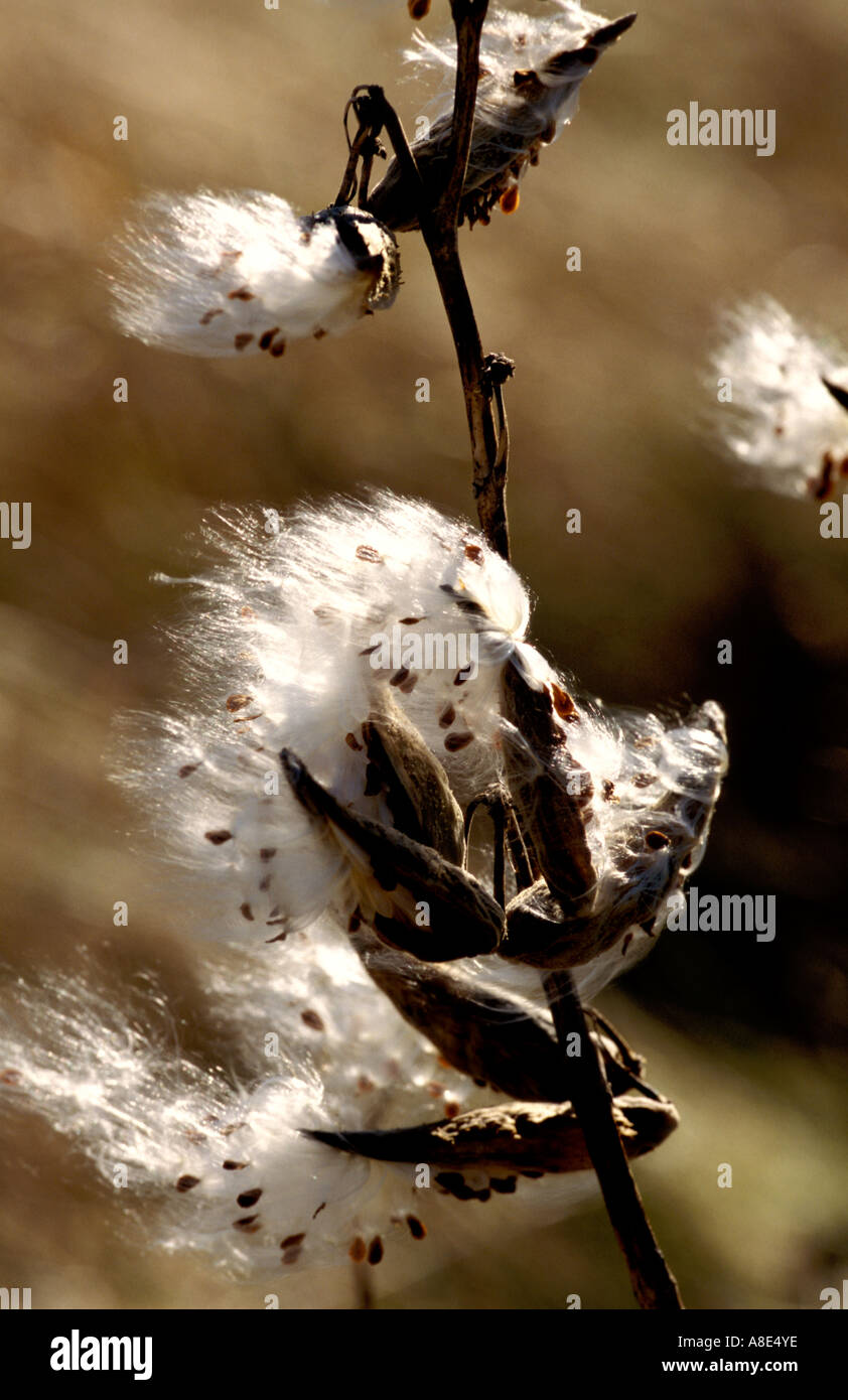 Fuzzy seed pods hi-res stock photography and images - Alamy