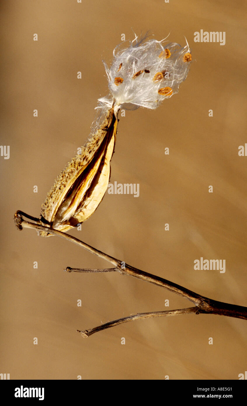 Milkweed seed flying hi-res stock photography and images - Alamy